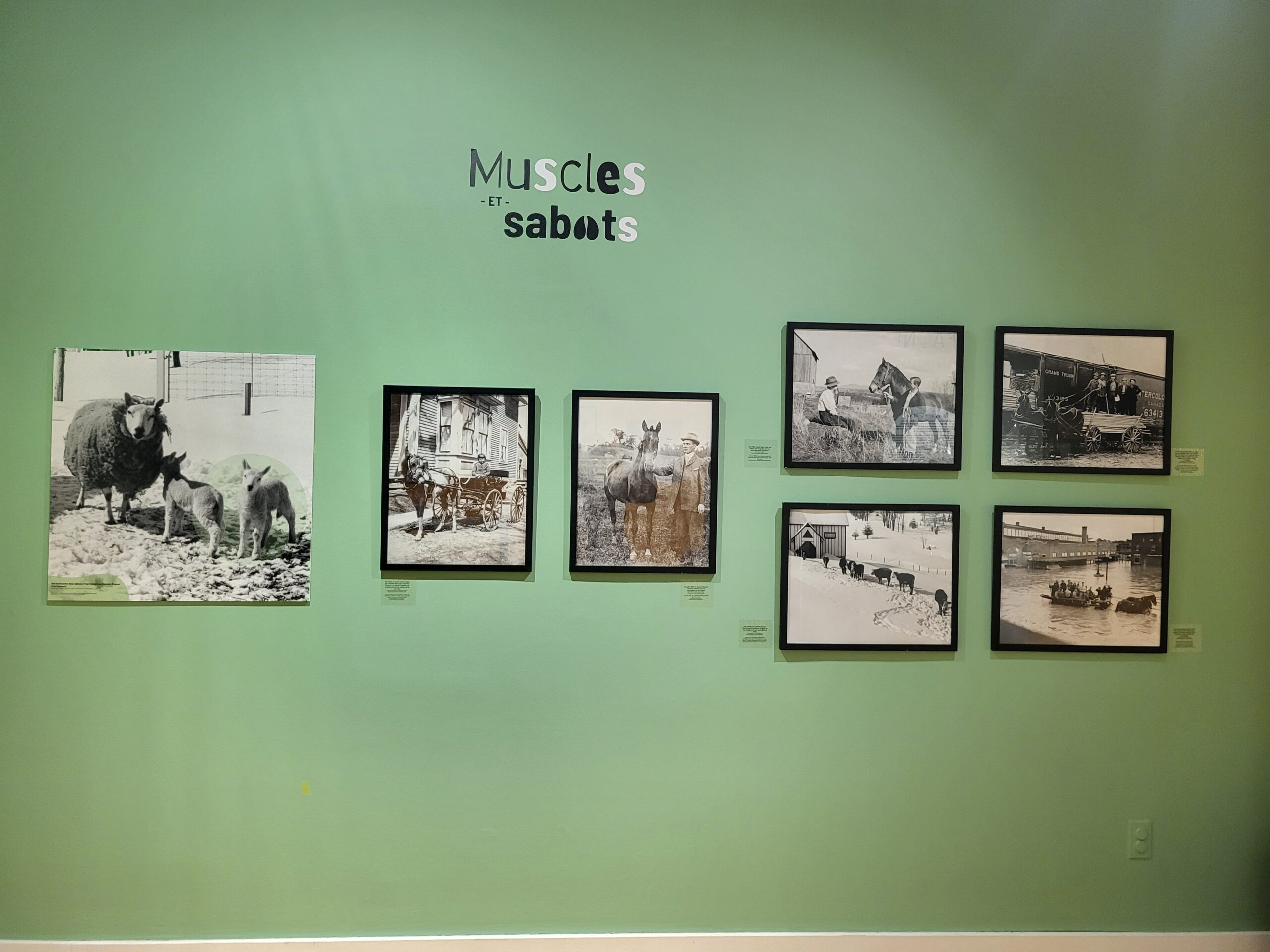 Les animaux à l’honneur pour la période estivale ! - Mhist